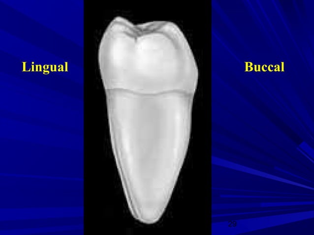 Mandibular molars | PPT