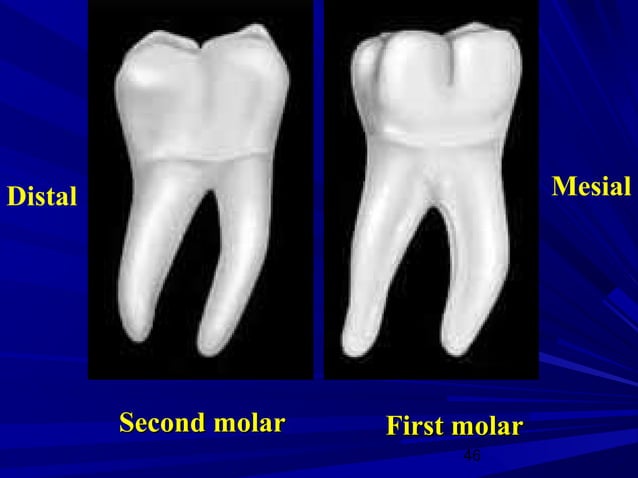 Mandibular molars | PPT