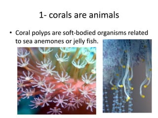 Coralreef ecosystems | PPTX