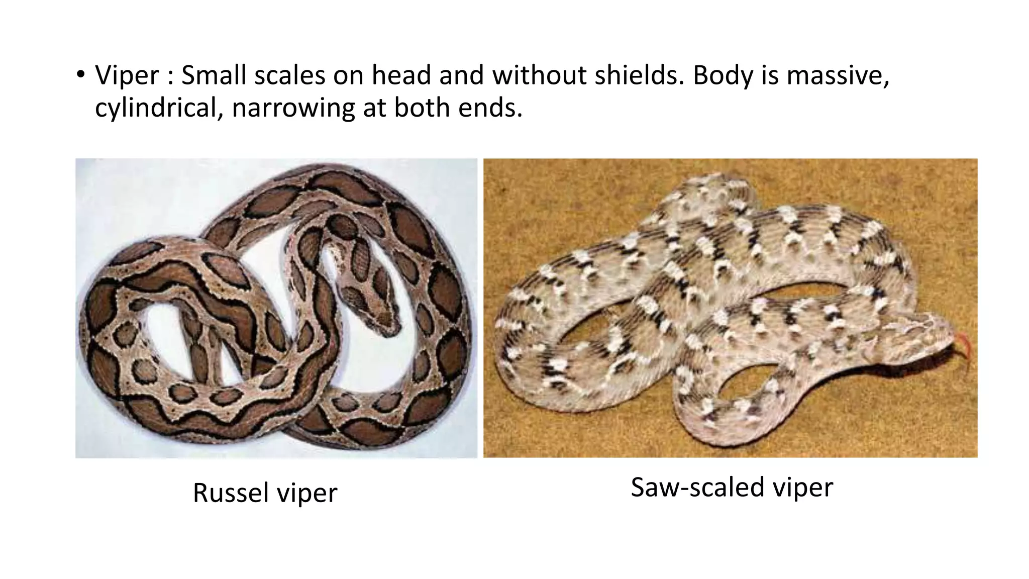 snake bite management | PPTX