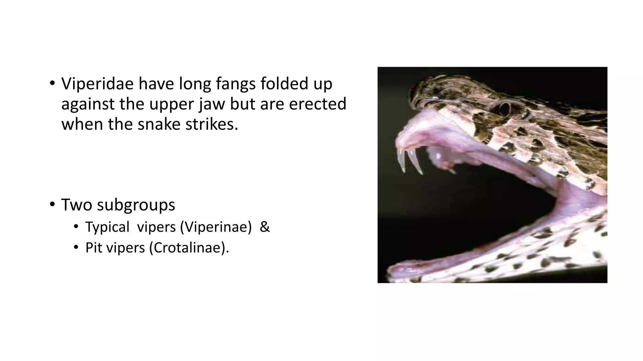 snake bite management | PPTX