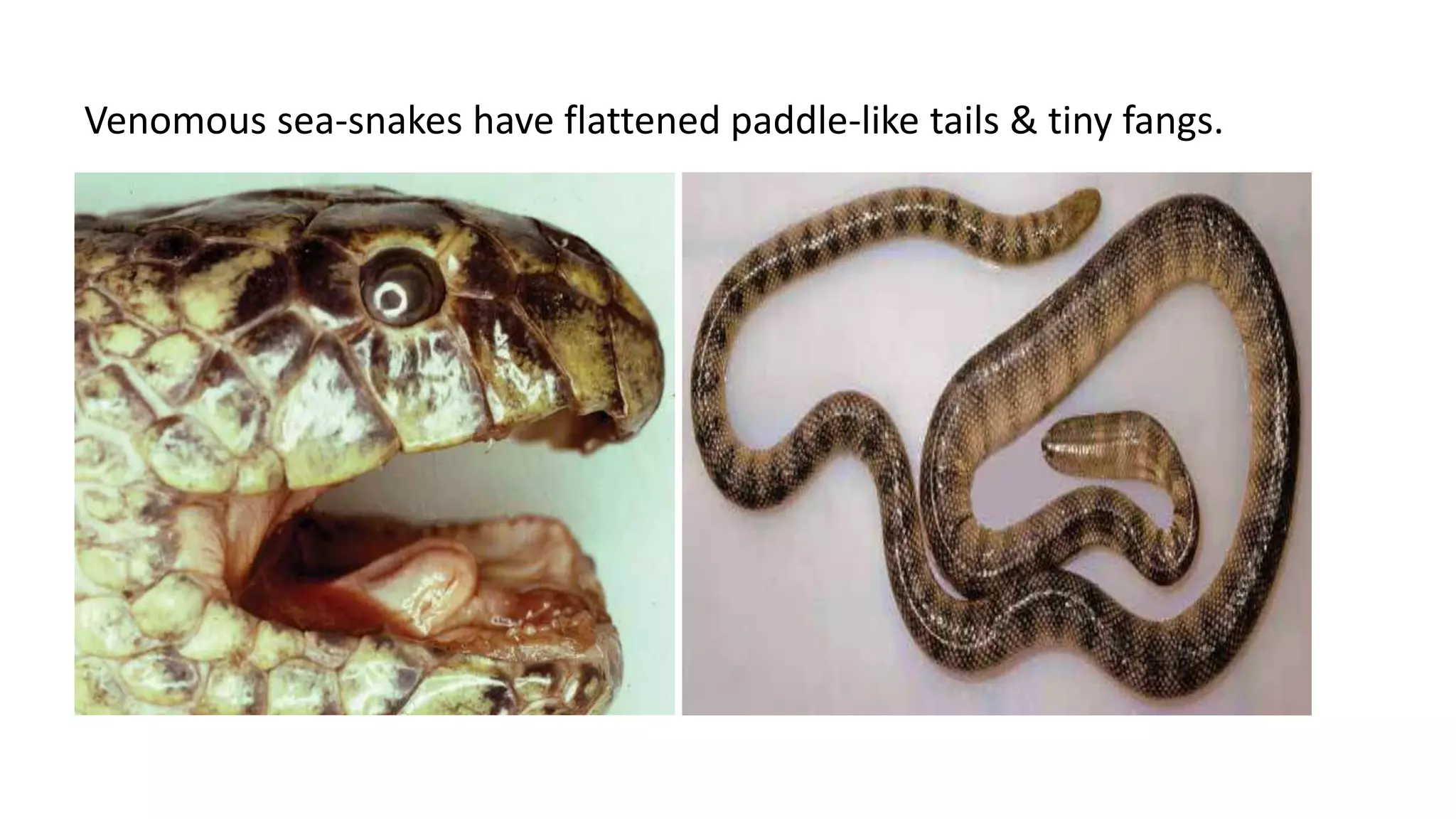 snake bite management | PPTX