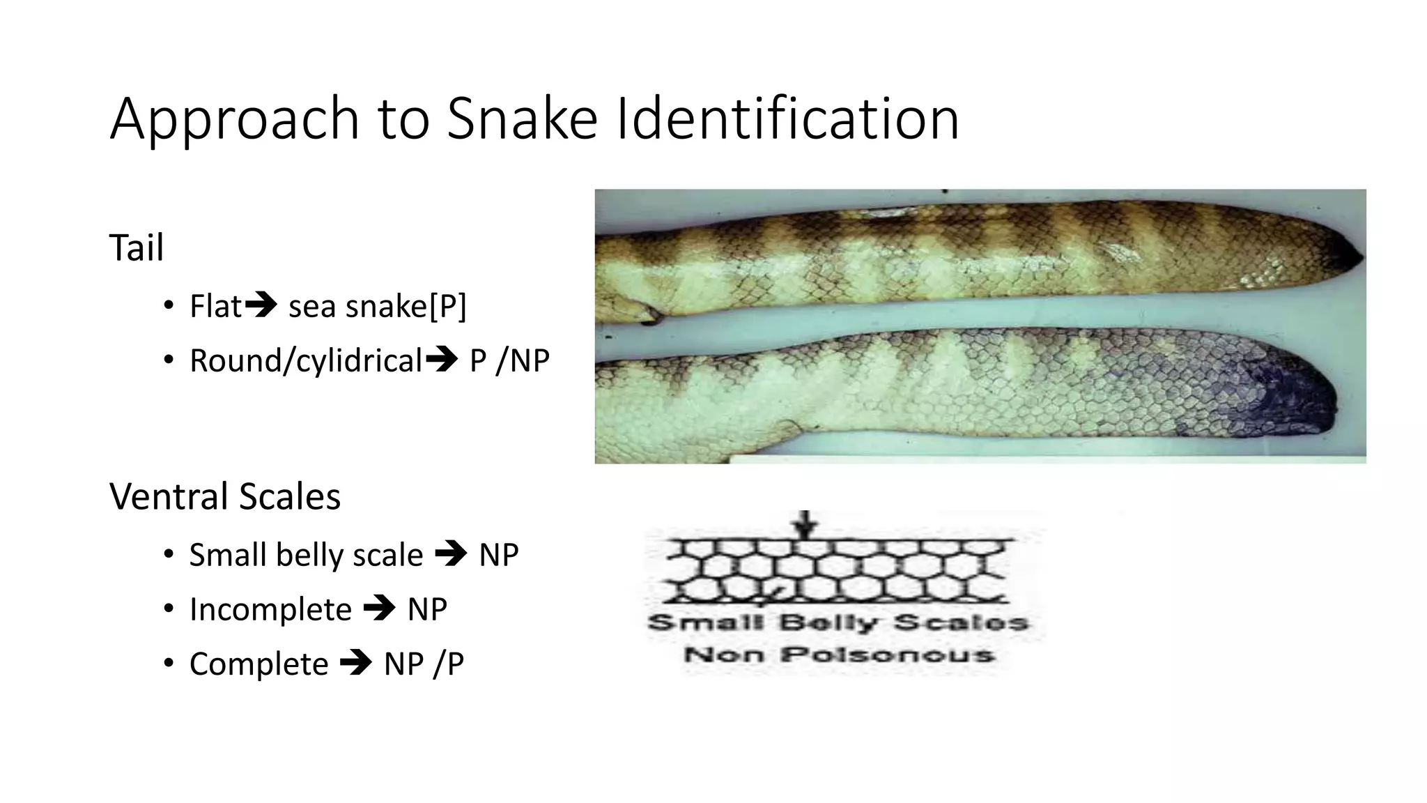 snake bite management | PPTX