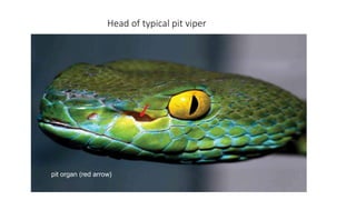 snake bite management | PPTX
