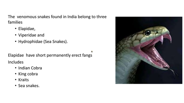 snake bite management | PPTX