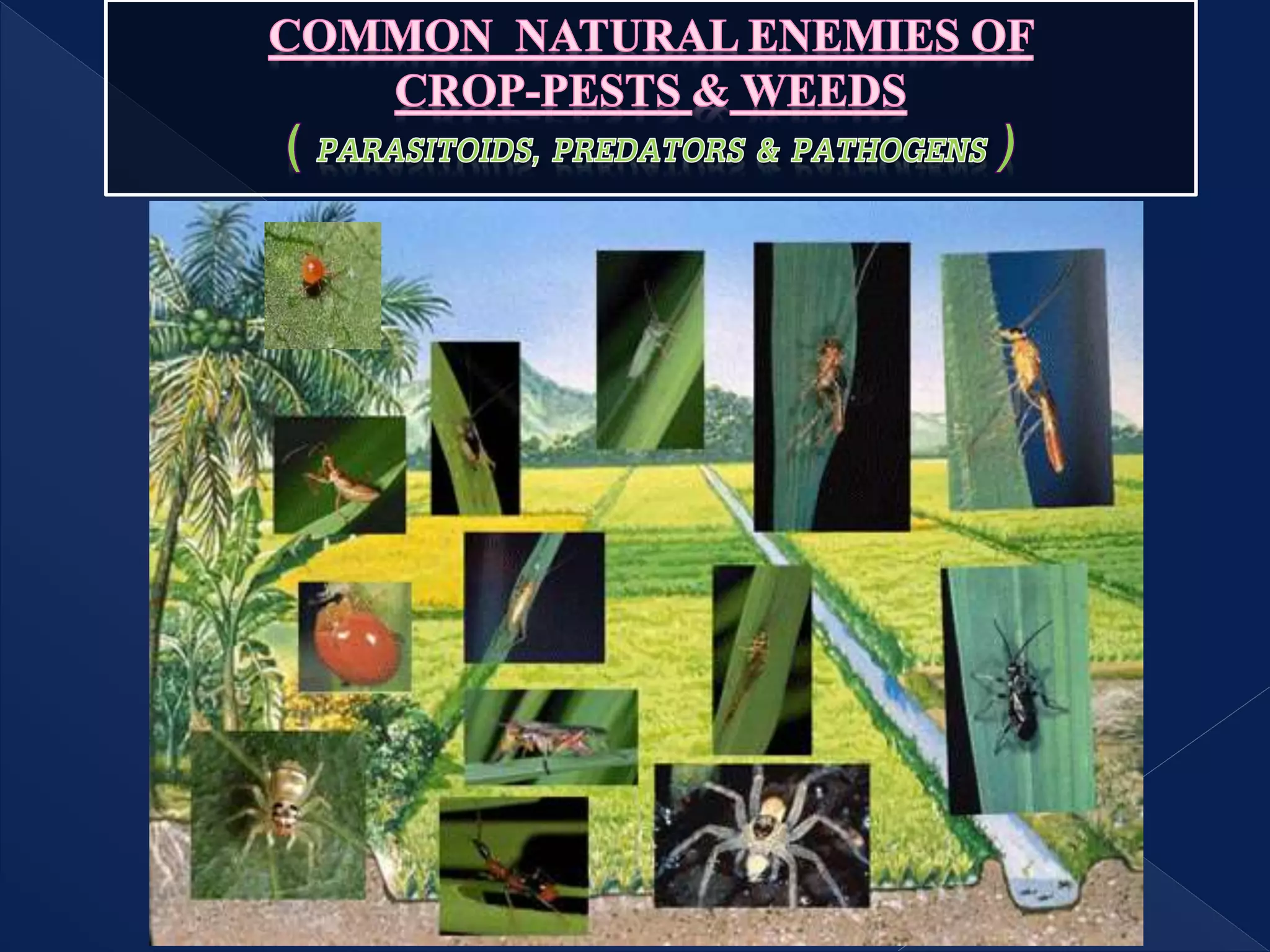Identification of common natural enemy of crop pests and weeds | PPTX