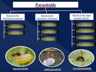 Identification of common natural enemy of crop pests and weeds | PPTX