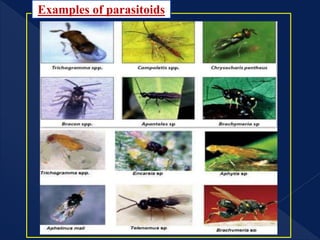 Identification of common natural enemy of crop pests and weeds | PPTX