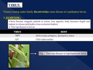 Identification of common natural enemy of crop pests and weeds | PPTX