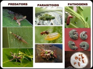 Identification of common natural enemy of crop pests and weeds | PPTX