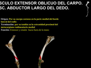 Region del carpo y metacarpo de equino | PPT