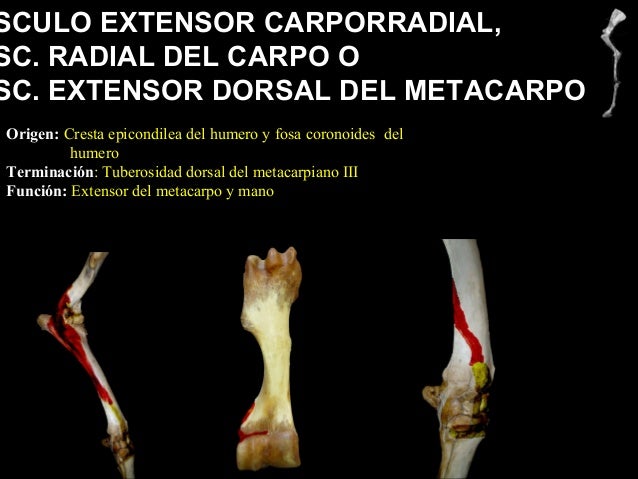 Region del carpo y metacarpo de equino