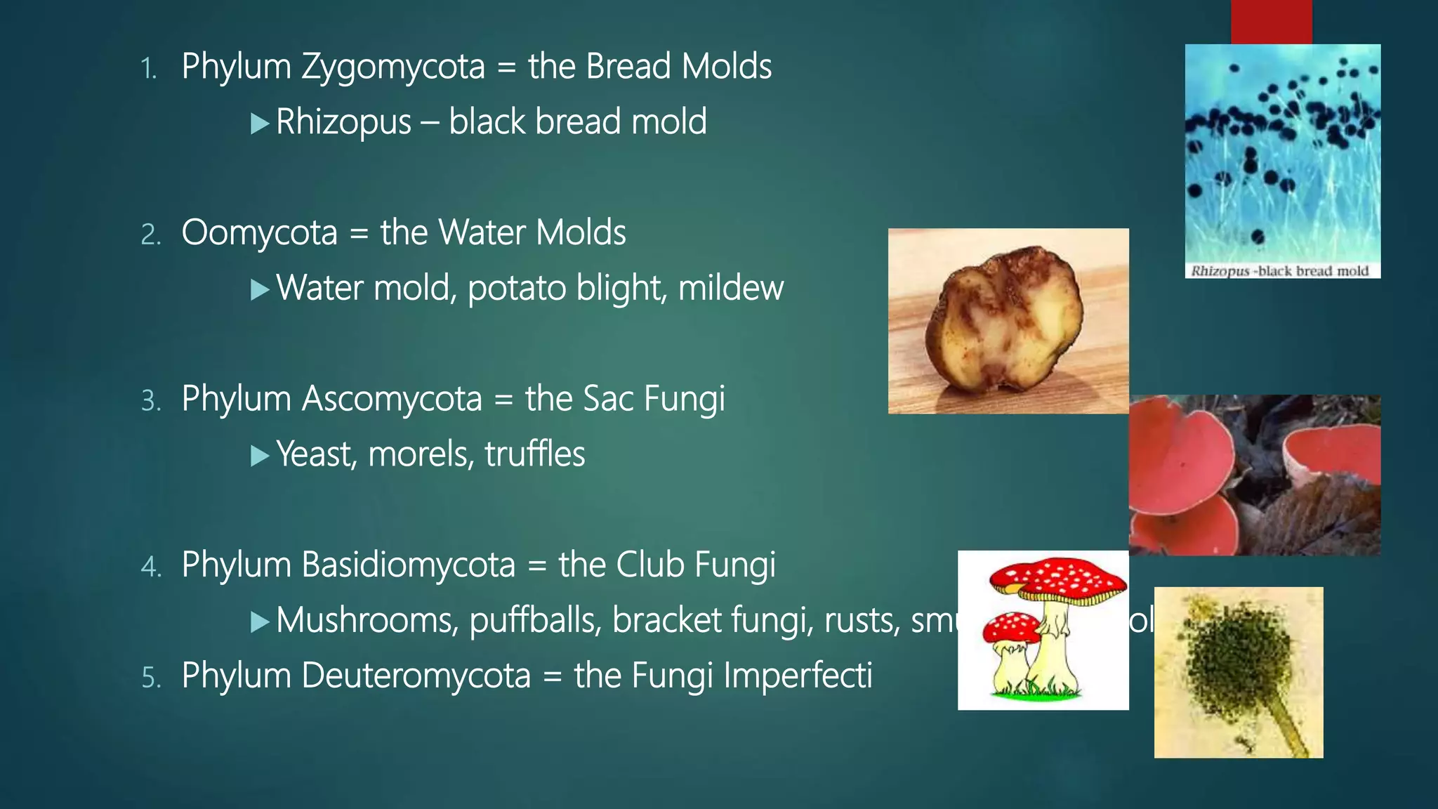 R.P Maurya ppt on CLASSIFICATION OF FUNGUS | PPT