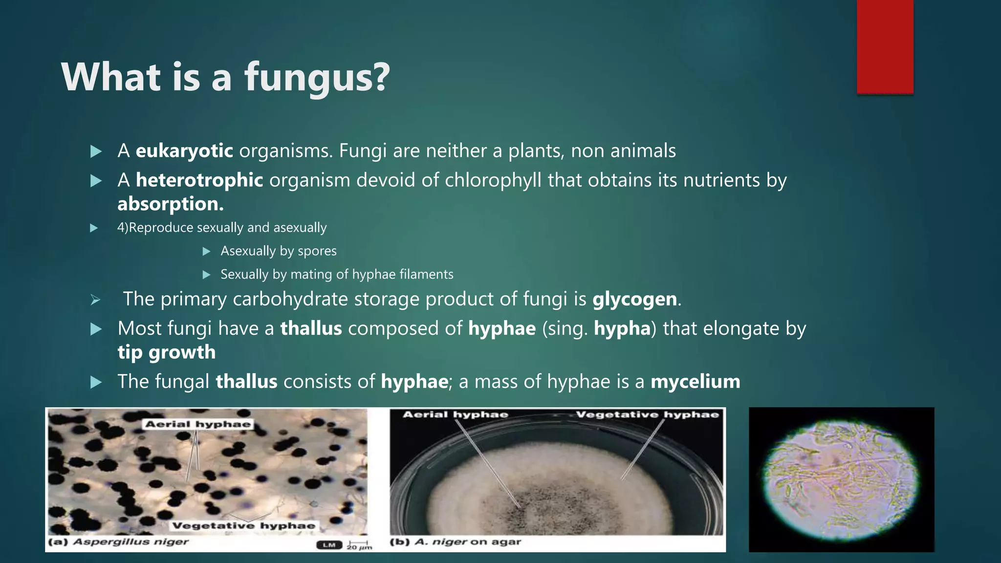 R.P Maurya ppt on CLASSIFICATION OF FUNGUS | PPT