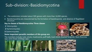 R.P Maurya ppt on CLASSIFICATION OF FUNGUS | PPT