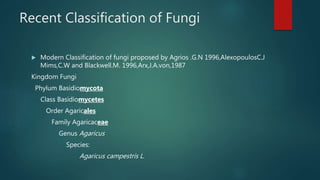 R.P Maurya ppt on CLASSIFICATION OF FUNGUS | PPTX