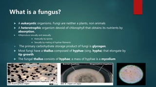 R.P Maurya ppt on CLASSIFICATION OF FUNGUS | PPTX