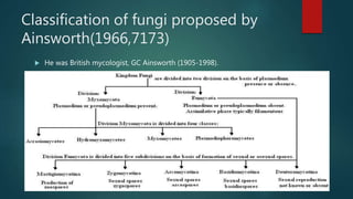 R.P Maurya ppt on CLASSIFICATION OF FUNGUS | PPTX