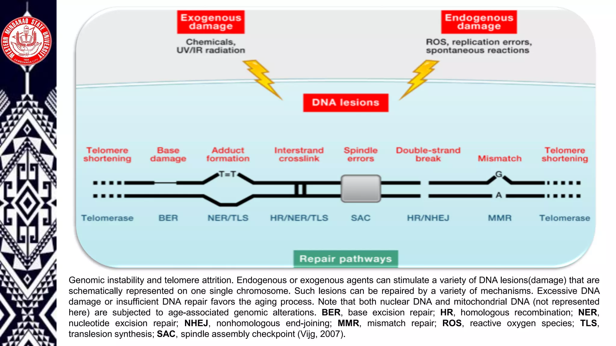 Molecular basis of aging and longevity | PDF