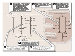 Reductive biosynthesis | PPTX