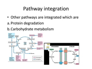 Reductive biosynthesis | PPTX
