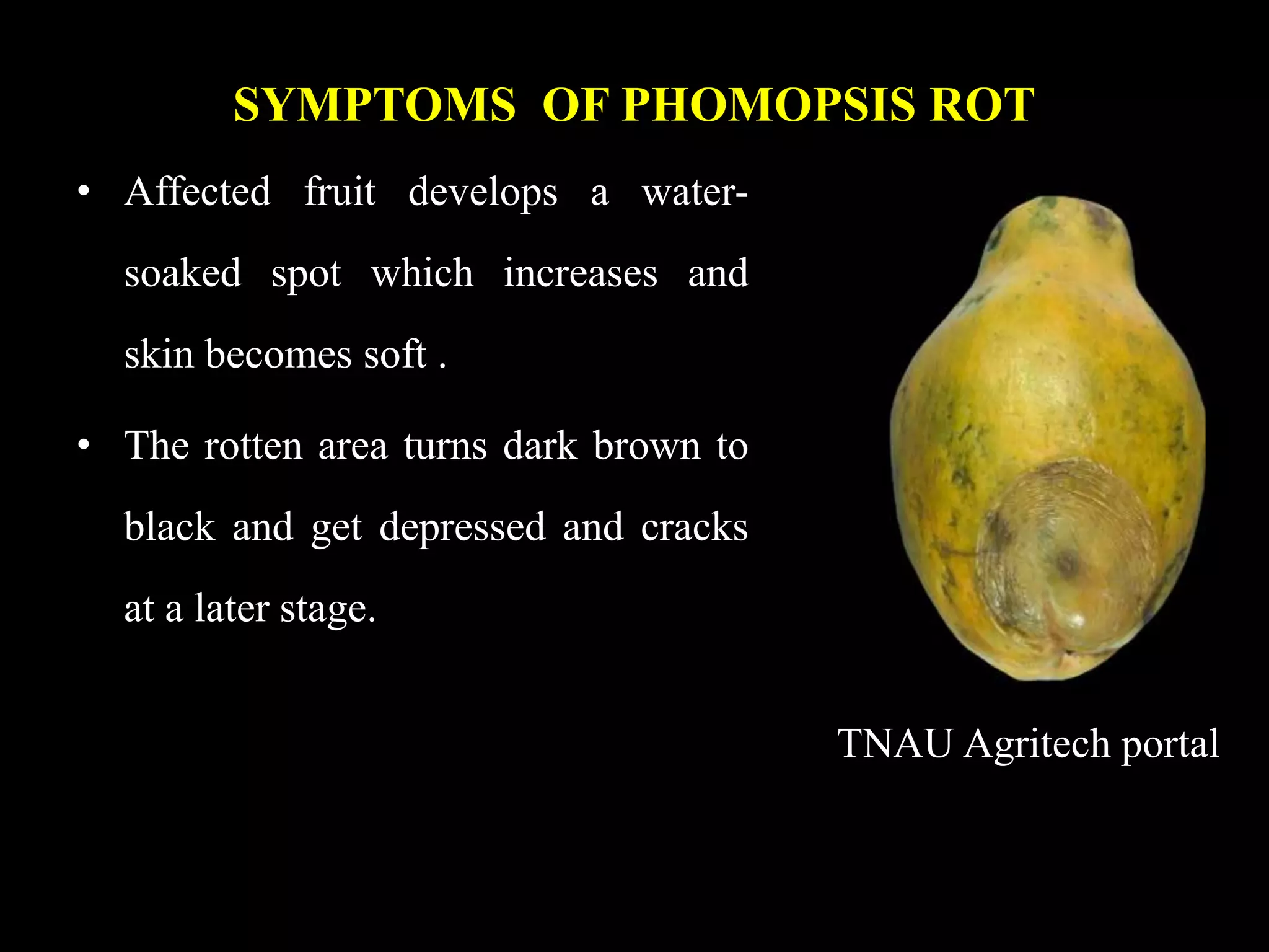 Papaya Fruit Rot | PPTX