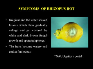 Papaya Fruit Rot | PPTX | Agriculture | Industries