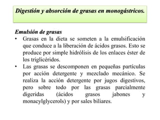 Etapas de la Digestión de Lípidos | PDF