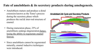Enamel Biomimetics- Regenerative dentistry | PPTX