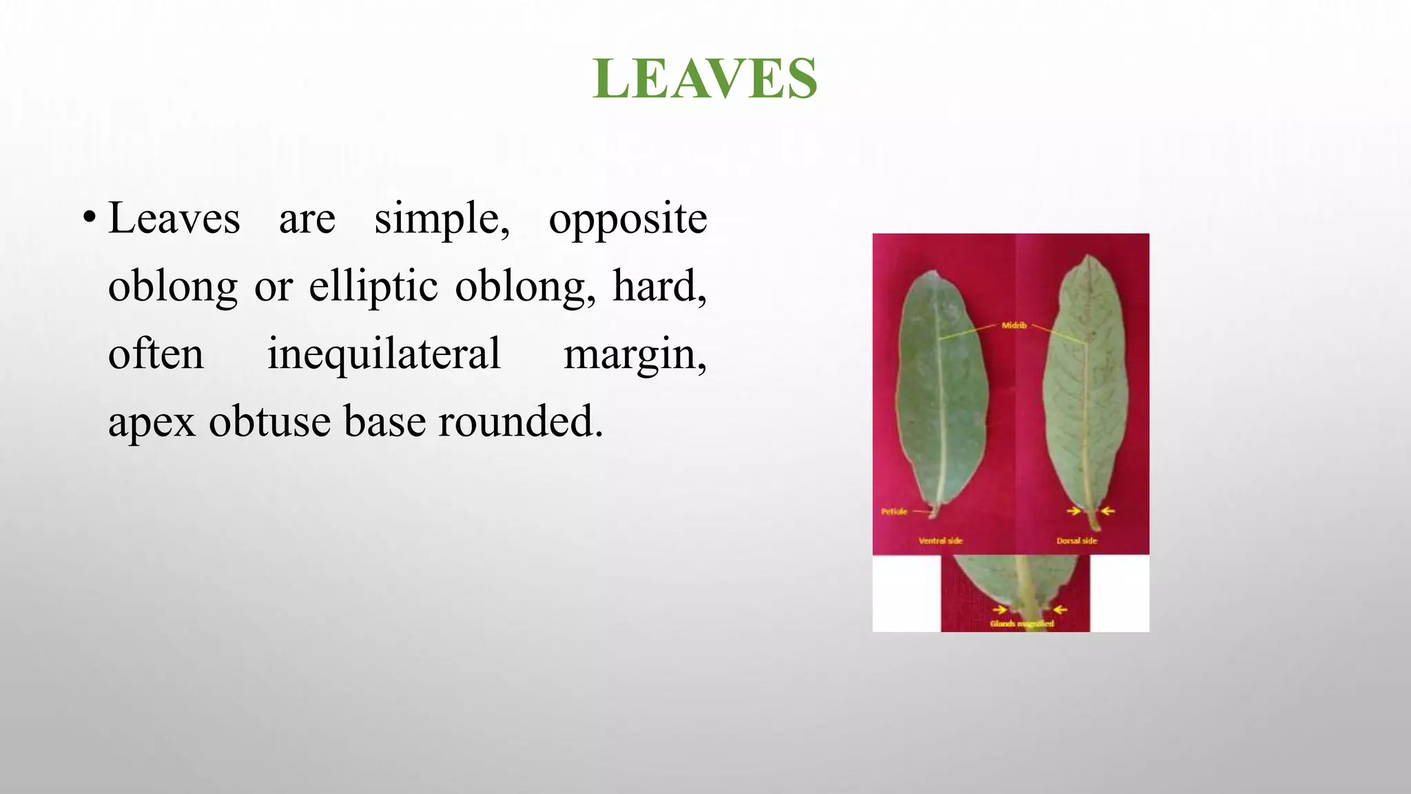 General information on Arjun tree | PPTX