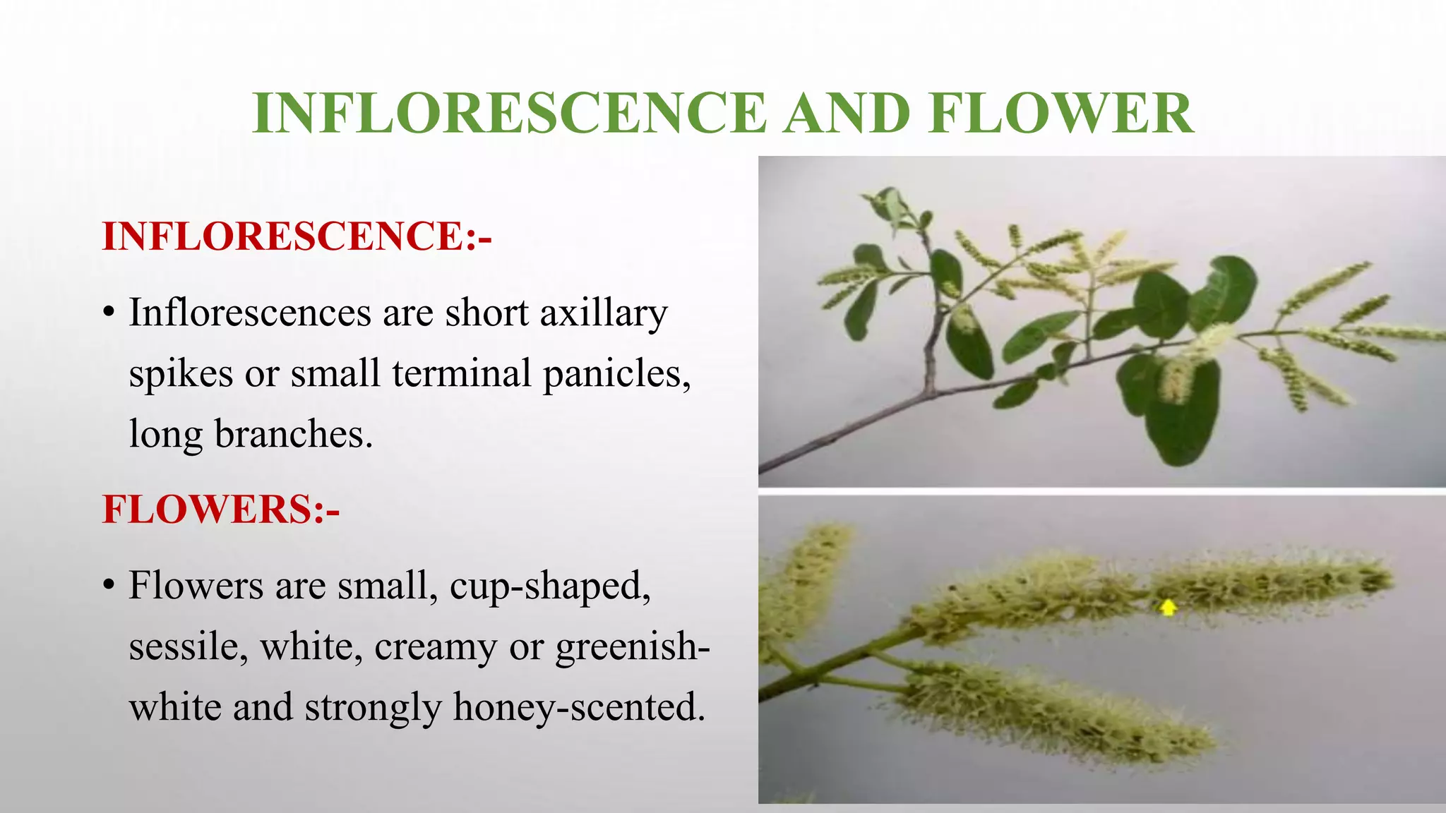 General information on Arjun tree | PPTX