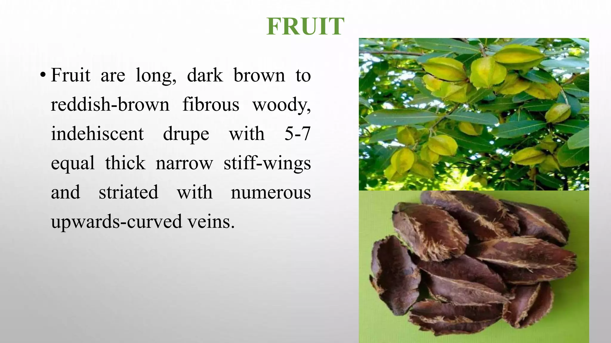 General information on Arjun tree | PPTX