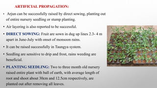 General information on Arjun tree | PPTX