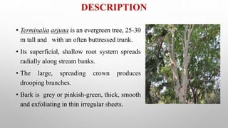 General information on Arjun tree | PPTX