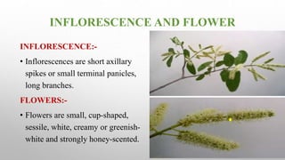 General information on Arjun tree | PPTX