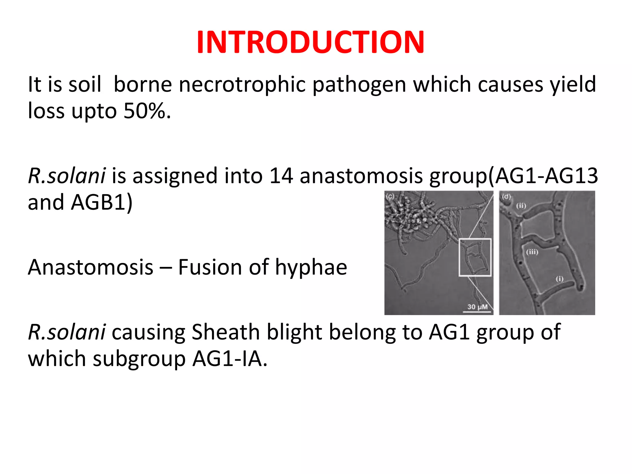 Sheath blight of rice | PPTX