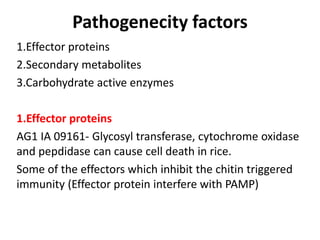 Sheath blight of rice | PPTX
