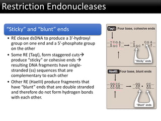Recombinant DNA Technology | PDF