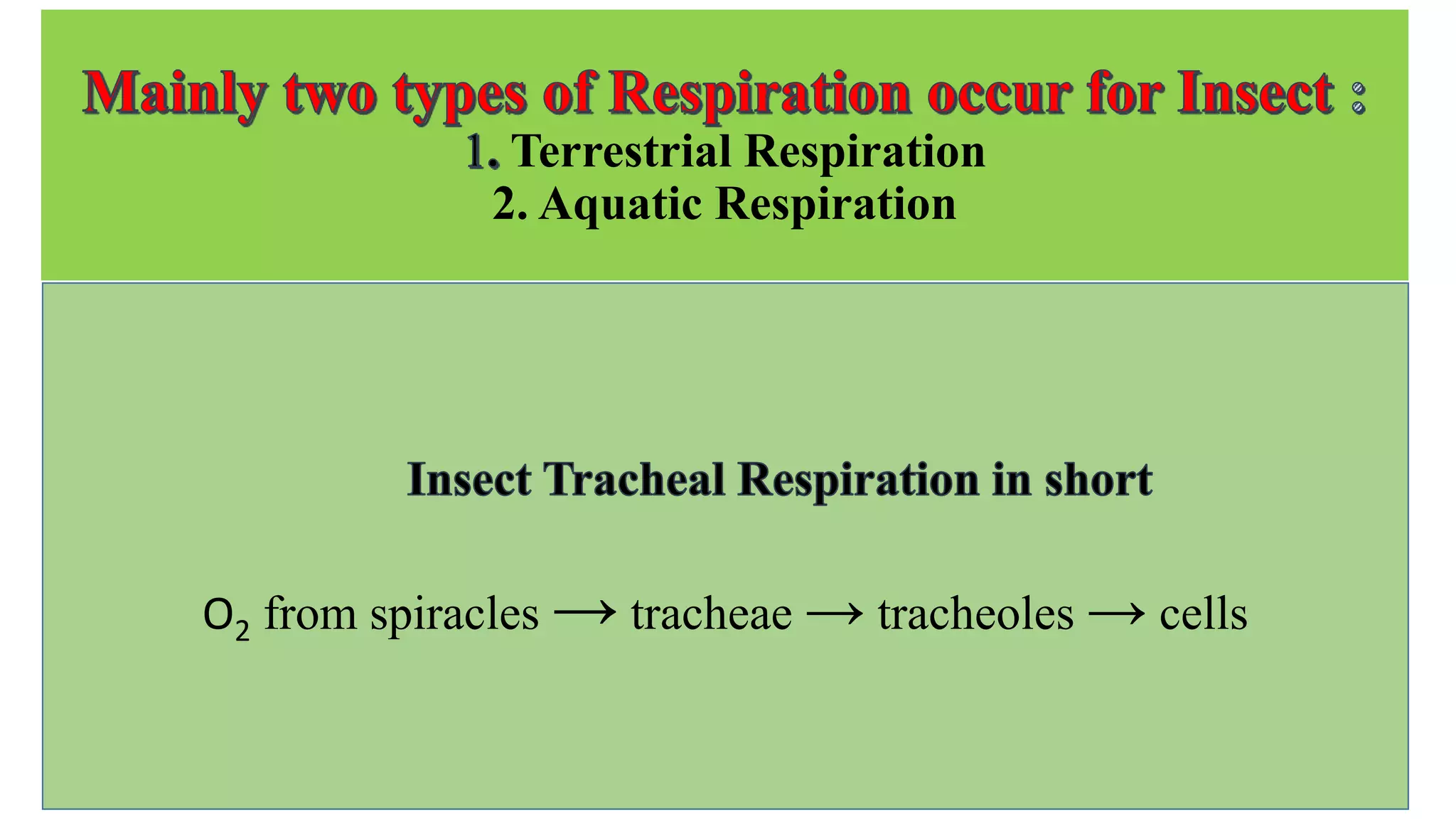 Insect respiratory system | PPTX