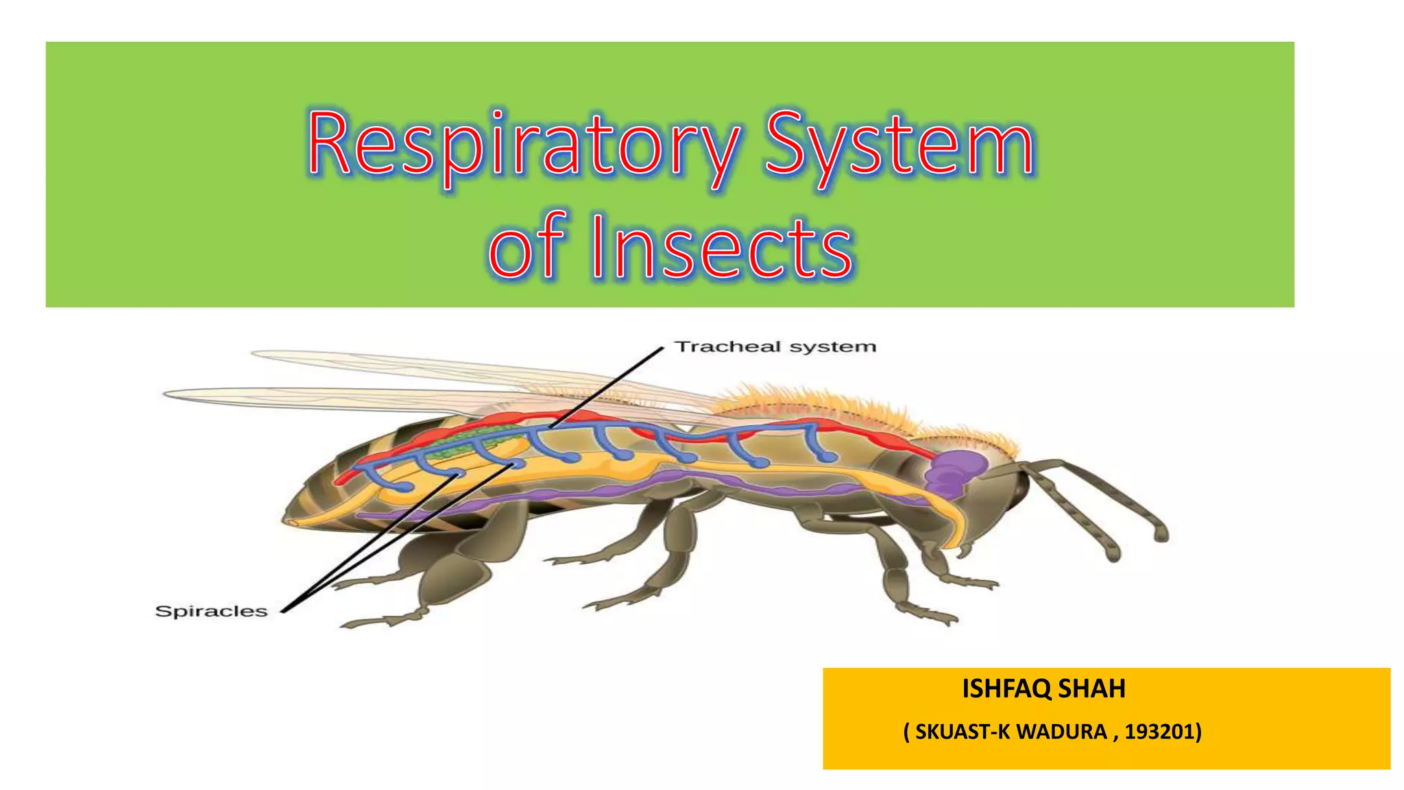 Insect respiratory system | PPT