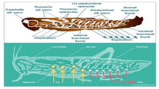 Insect respiratory system | PPTX