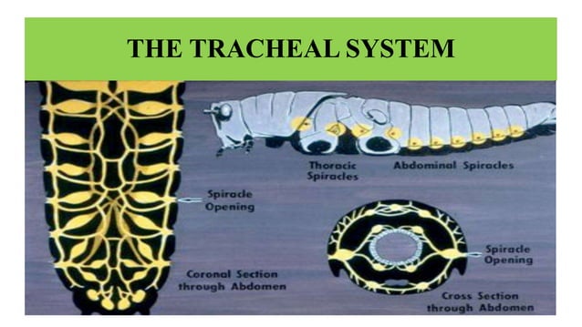 Insect respiratory system | PPTX