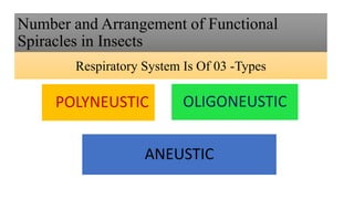Insect respiratory system | PPTX