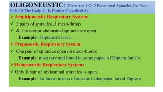 Insect respiratory system | PPTX