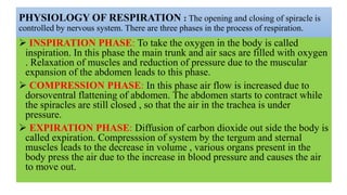Insect respiratory system | PPTX