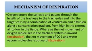 Insect respiratory system | PPTX