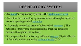 Insect respiratory system | PPTX