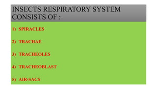 Insect respiratory system | PPTX