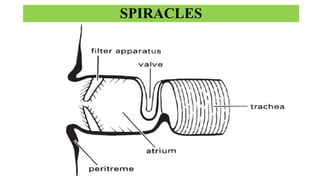 Insect respiratory system | PPTX