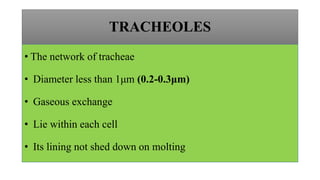 Insect respiratory system | PPTX